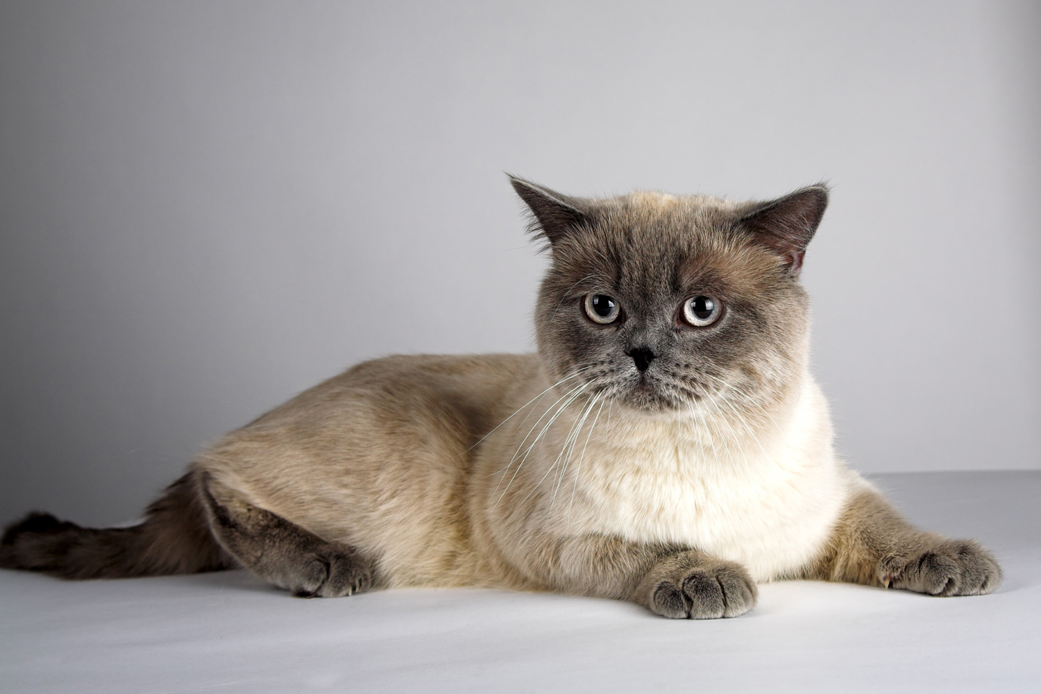 Les races de chats : Guide complet pour choisir et connaître les ...